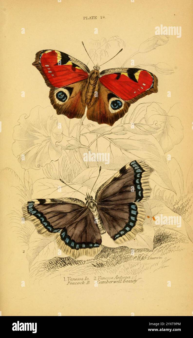 The natural history of British butterflies, Dublin, S. Highley, 1840 ...