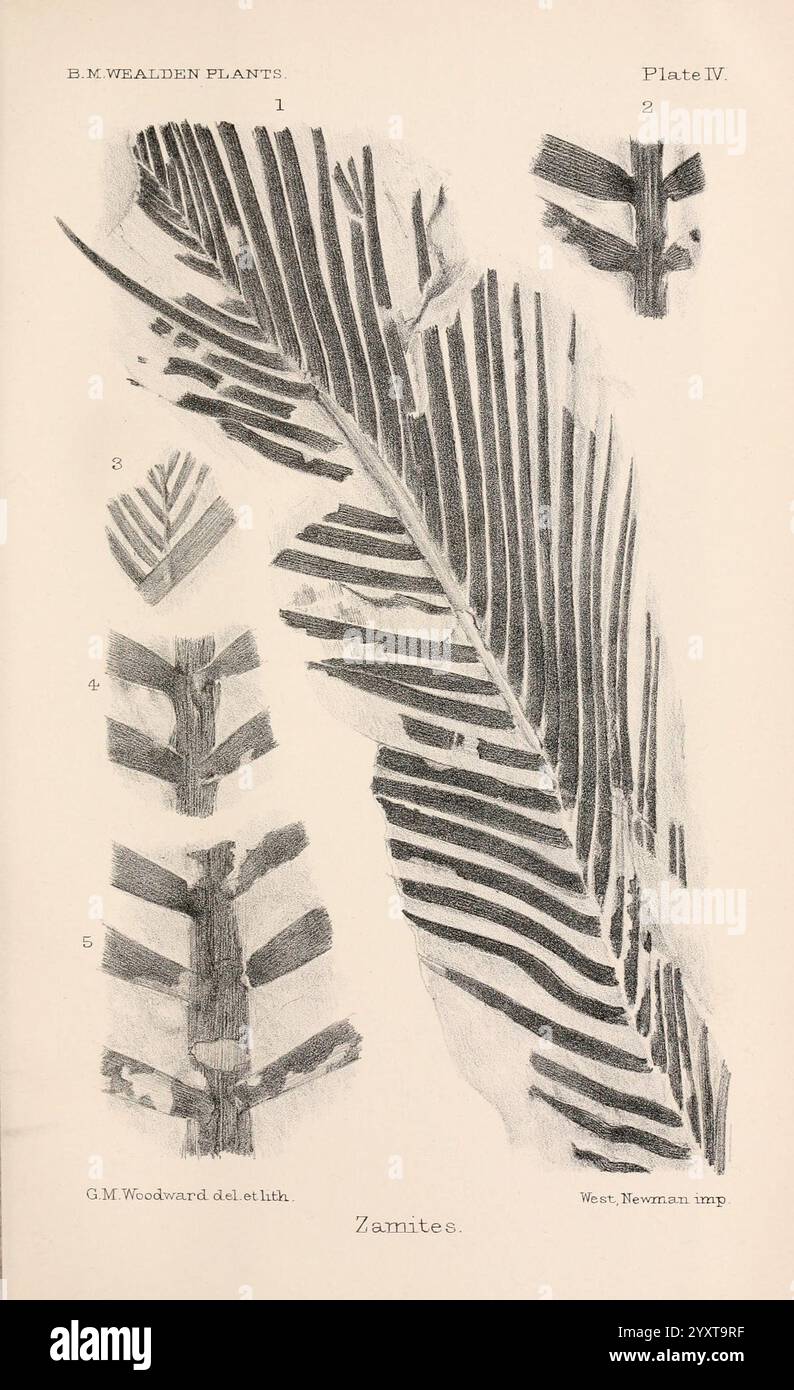 Segmented leaf structures hi-res stock photography and images - Alamy