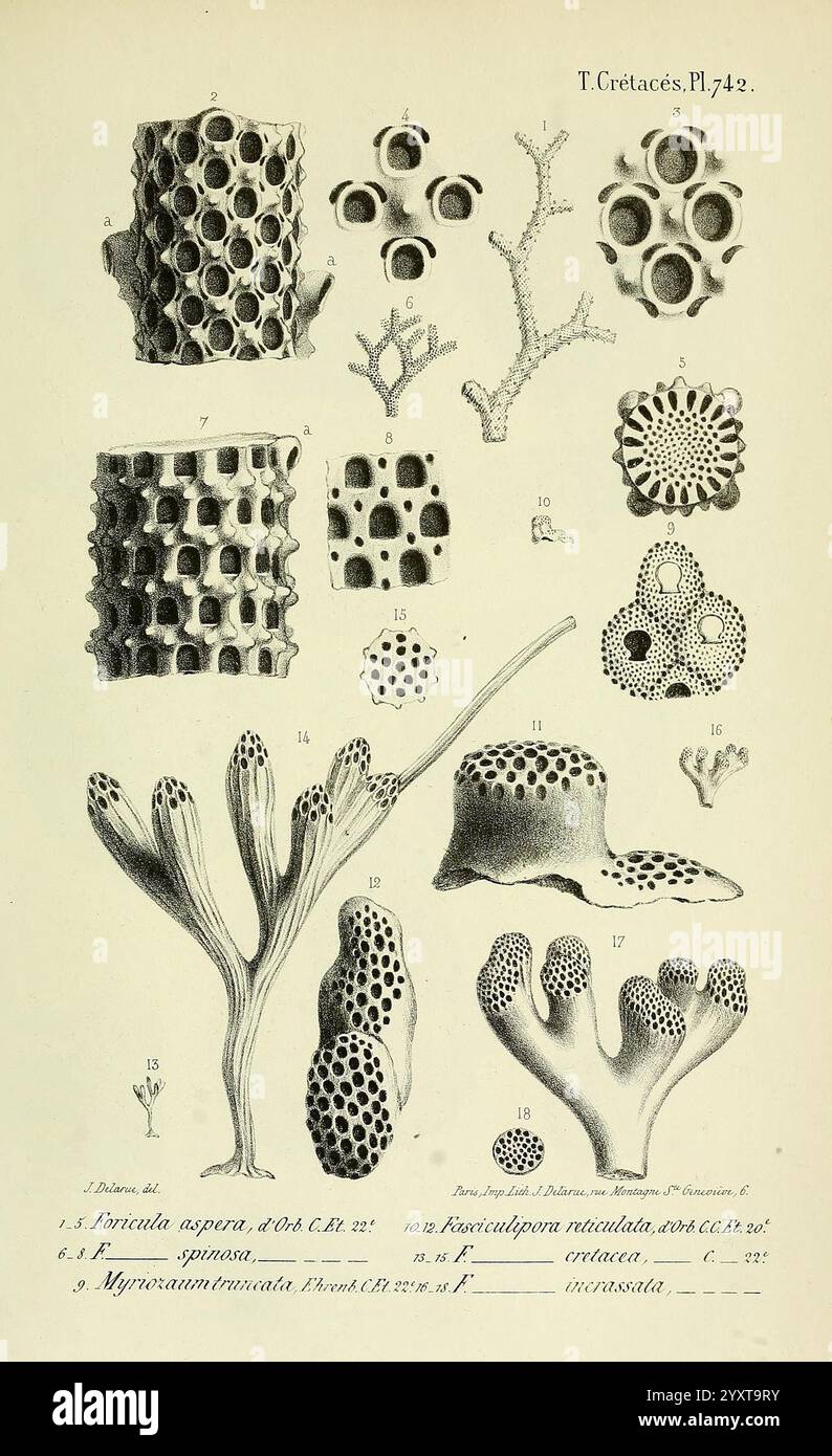 Paléontologie française, Paris, Chez l'auteur, 1840-1894, France ...