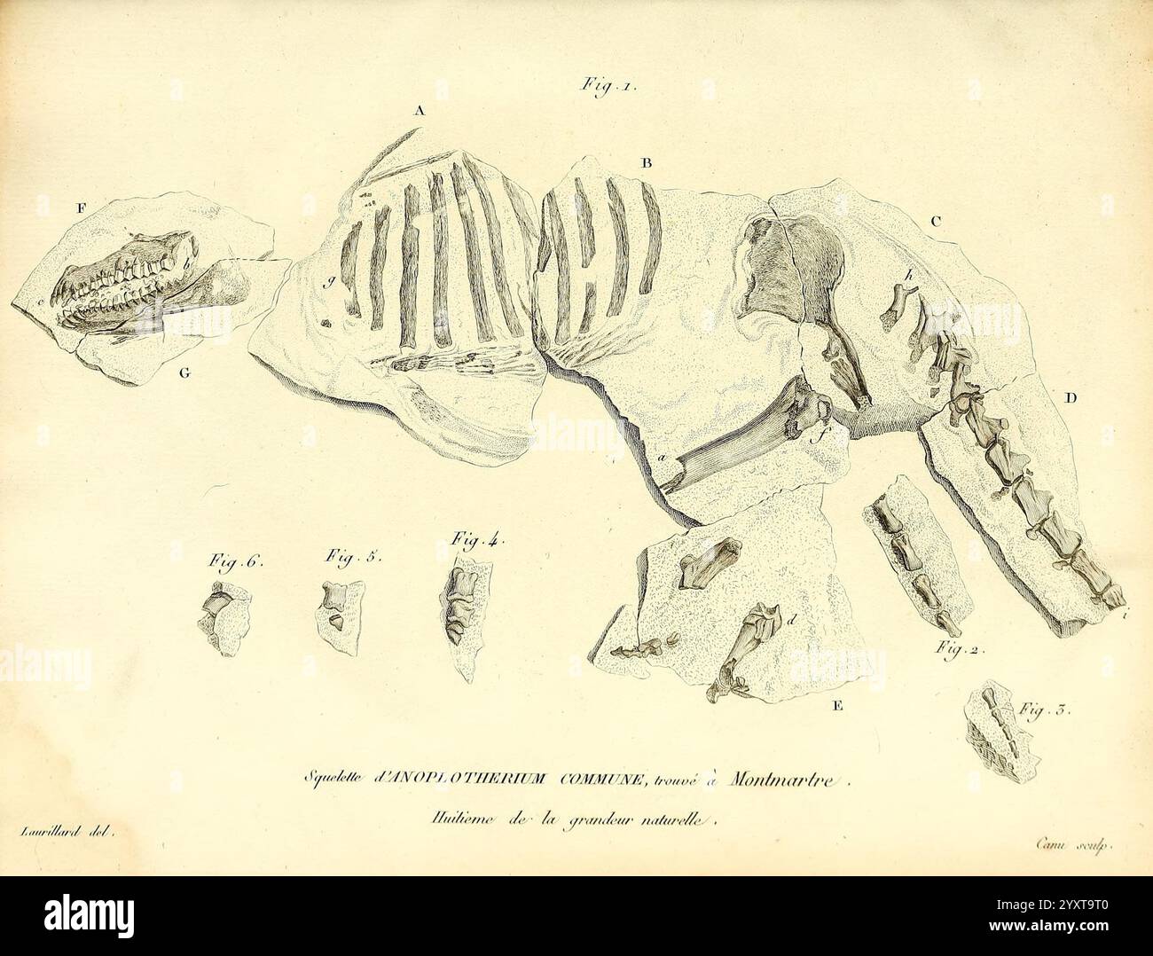 Organisms prehistoric anatomy hi-res stock photography and images - Alamy