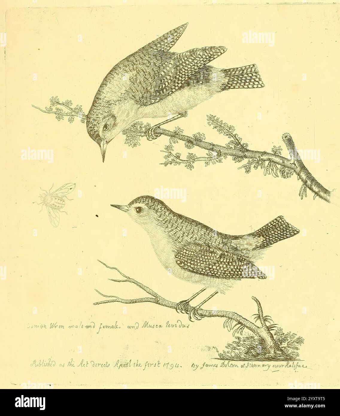 Faint insect hi-res stock photography and images - Alamy