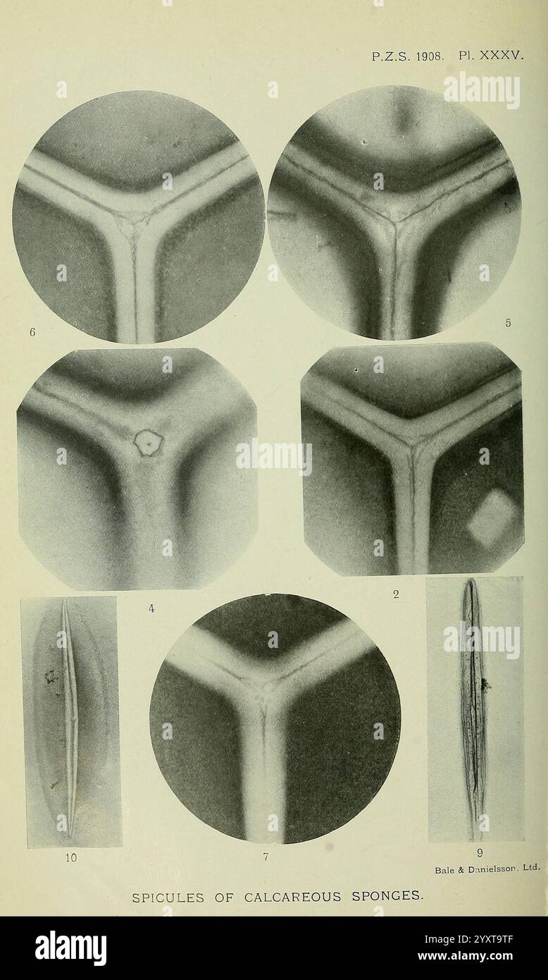 Labeled section highlights distinct structural characteristics hi-res ...