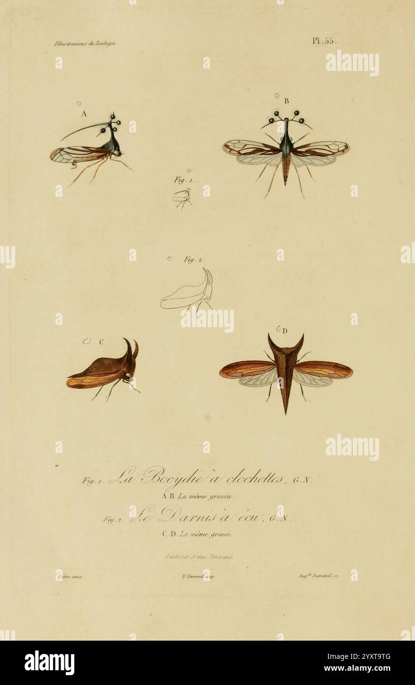 Illustrations de zoologie Paris A. Bertrand 1832-35? pictorial works ...