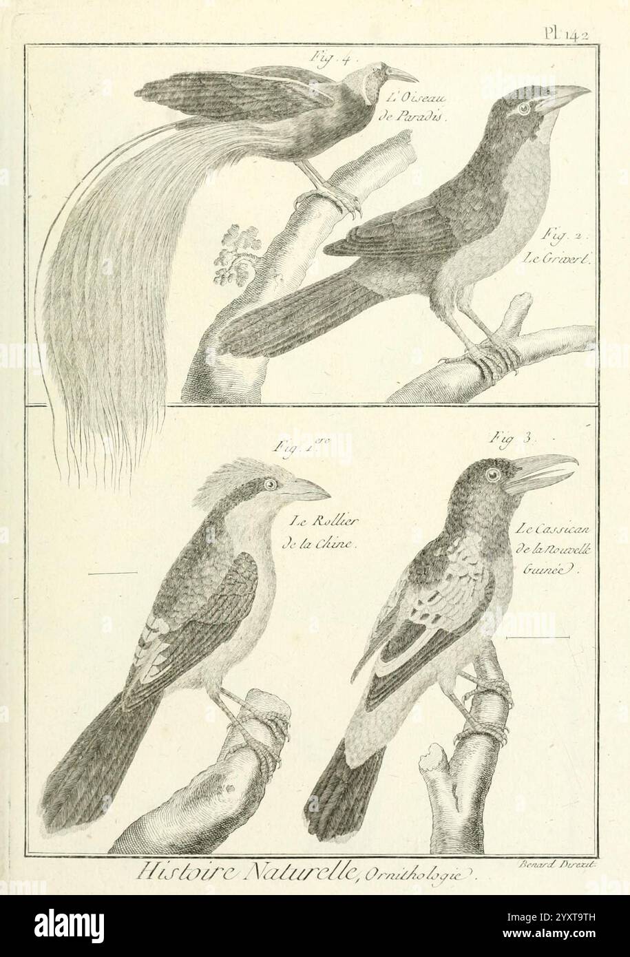 Tableau, encyclopédique, et, méthodique, des, trois, règnes, de, la ...