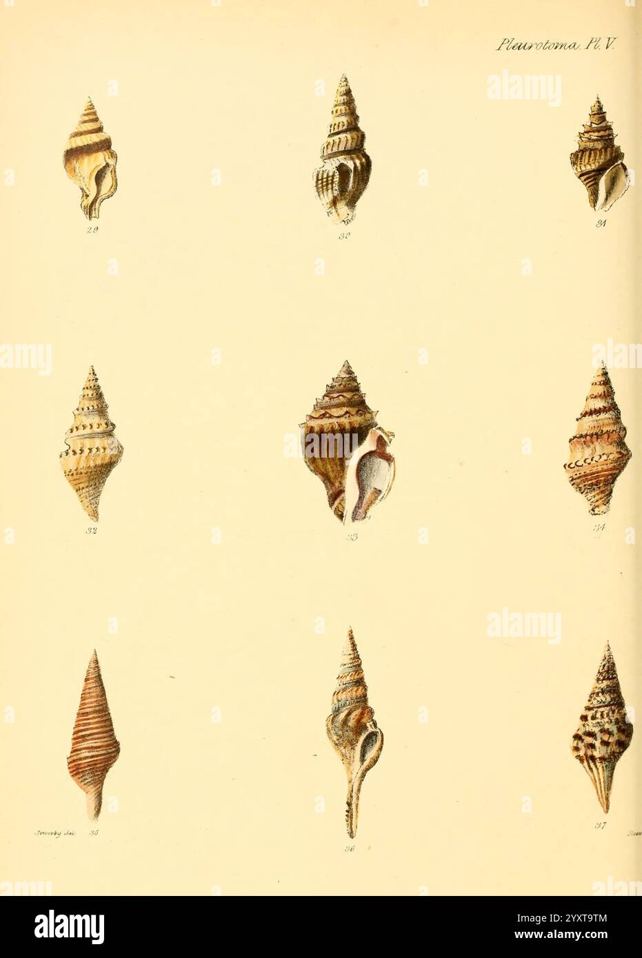 Elongated spirals hi-res stock photography and images - Alamy