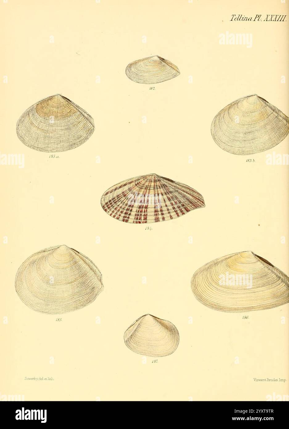 Clams composition natural hi-res stock photography and images - Alamy