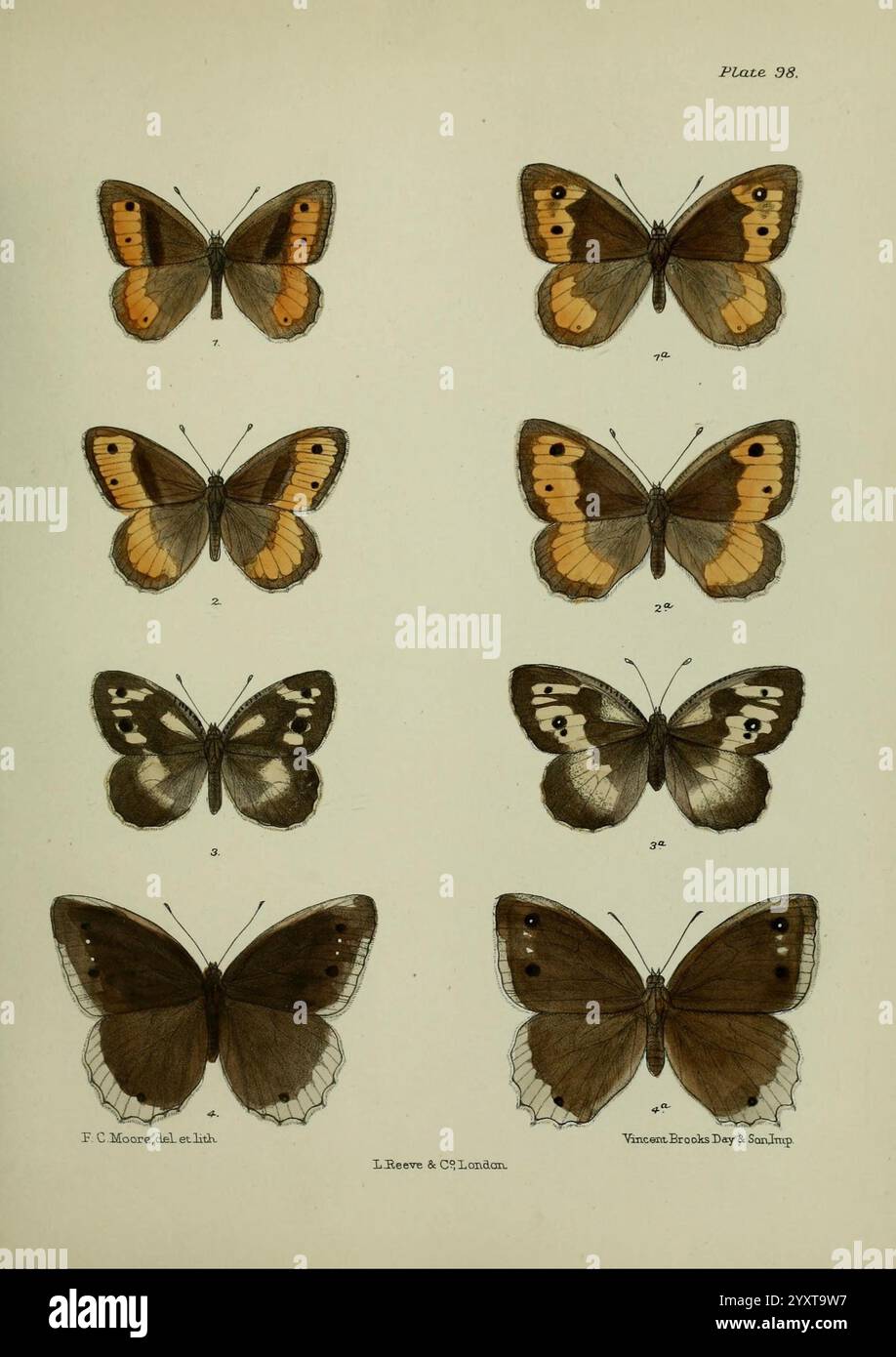 Butterfly exhibits distinctive markings hi-res stock photography and ...