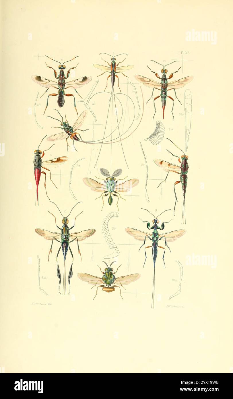 Our understanding of insect morphology hi-res stock photography and ...