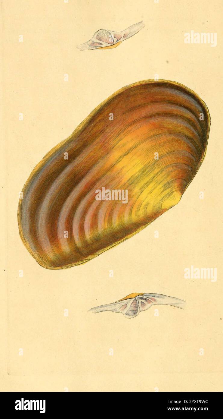 Prominent bivalve shell exhibits hi-res stock photography and images ...