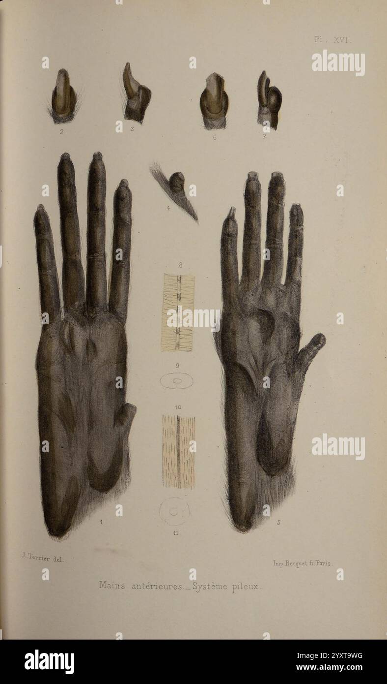 Detailed depictions of individual bones hi-res stock photography and ...