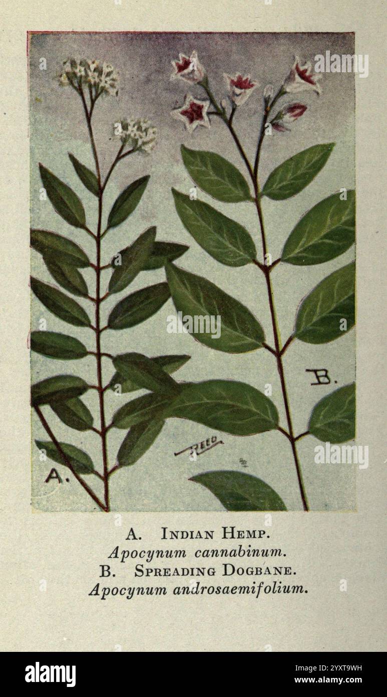 Wild, flowers, east, of, the, Rockies, New York,1910, United States ...