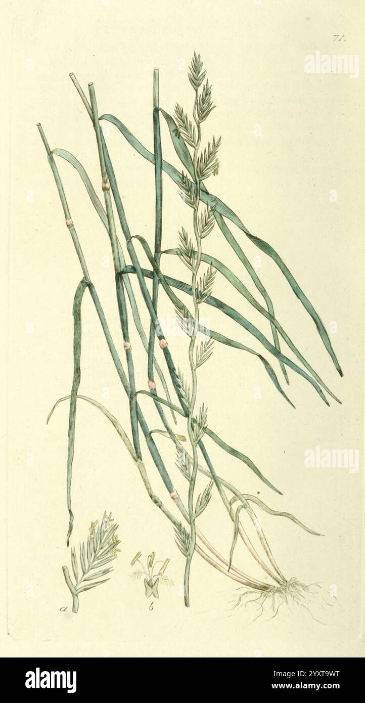 Svensk botanik Stockholm, Tryckt hos C. Delén, 1802-[1843], plants ...