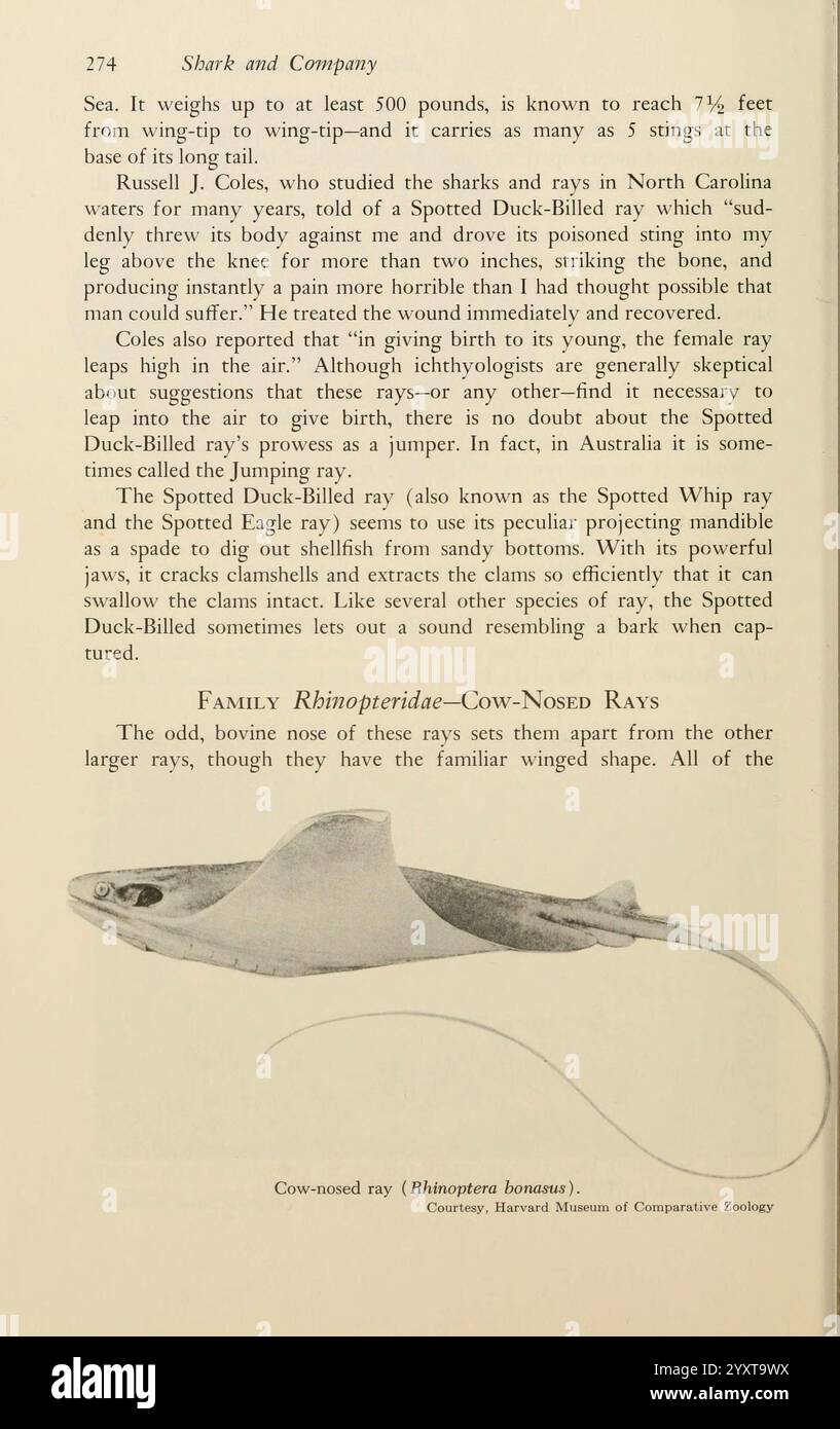 Understanding shark anatomy hi-res stock photography and images - Alamy