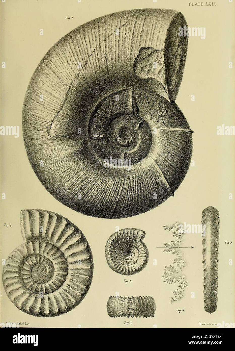 Monograph on the Lias Ammonites of the British Islands, London, Printed ...