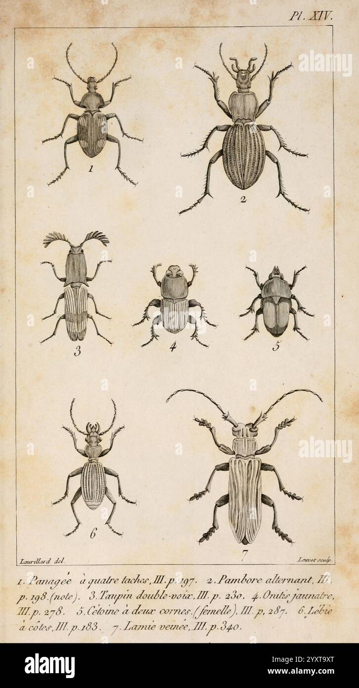 Top row features beetles hi-res stock photography and images - Alamy