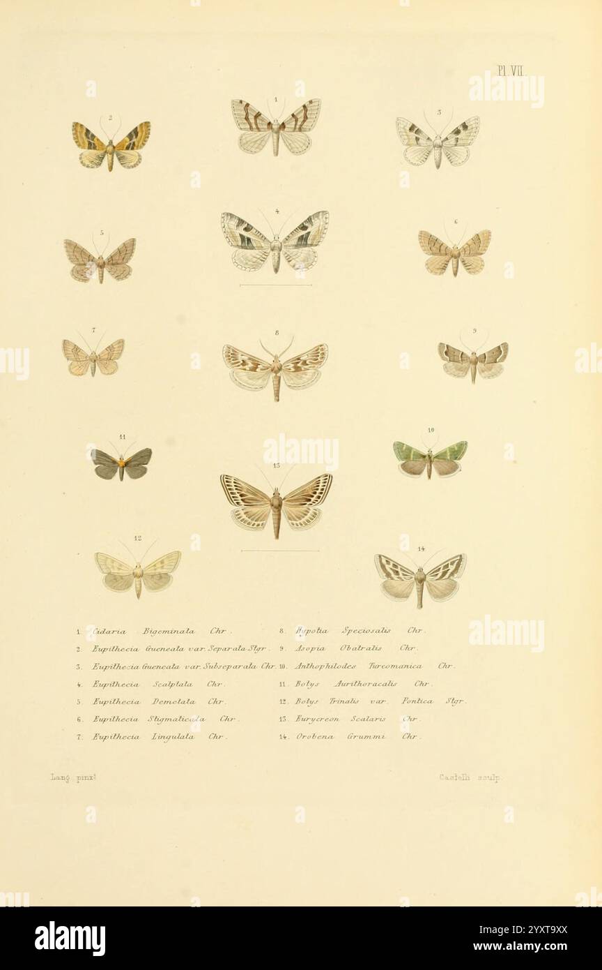 Identifying different moth species hi-res stock photography and images ...