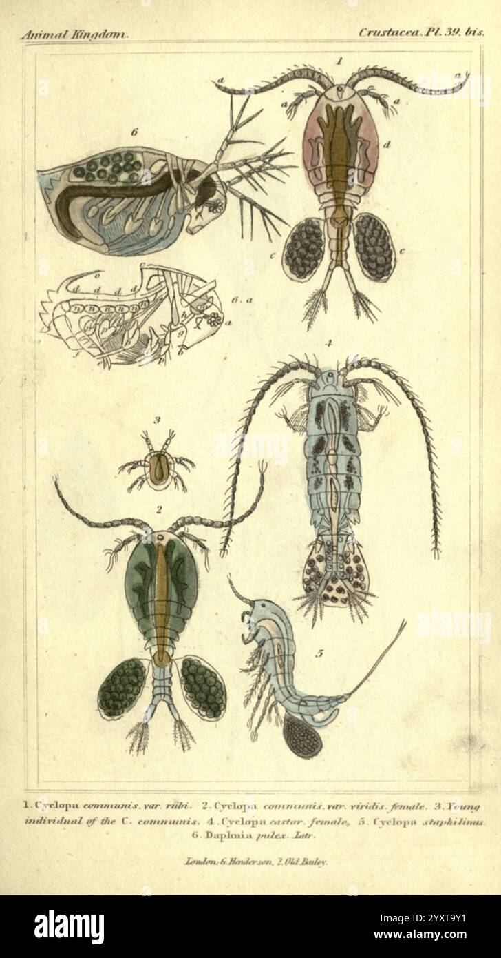 The, animal, kingdom, arranged, according, to, its, organization ...