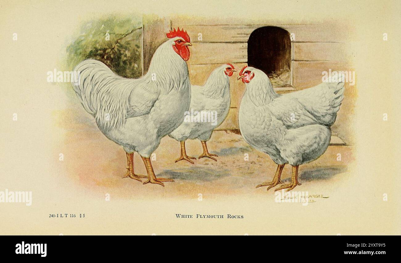 Chickens robust stature hi-res stock photography and images - Alamy
