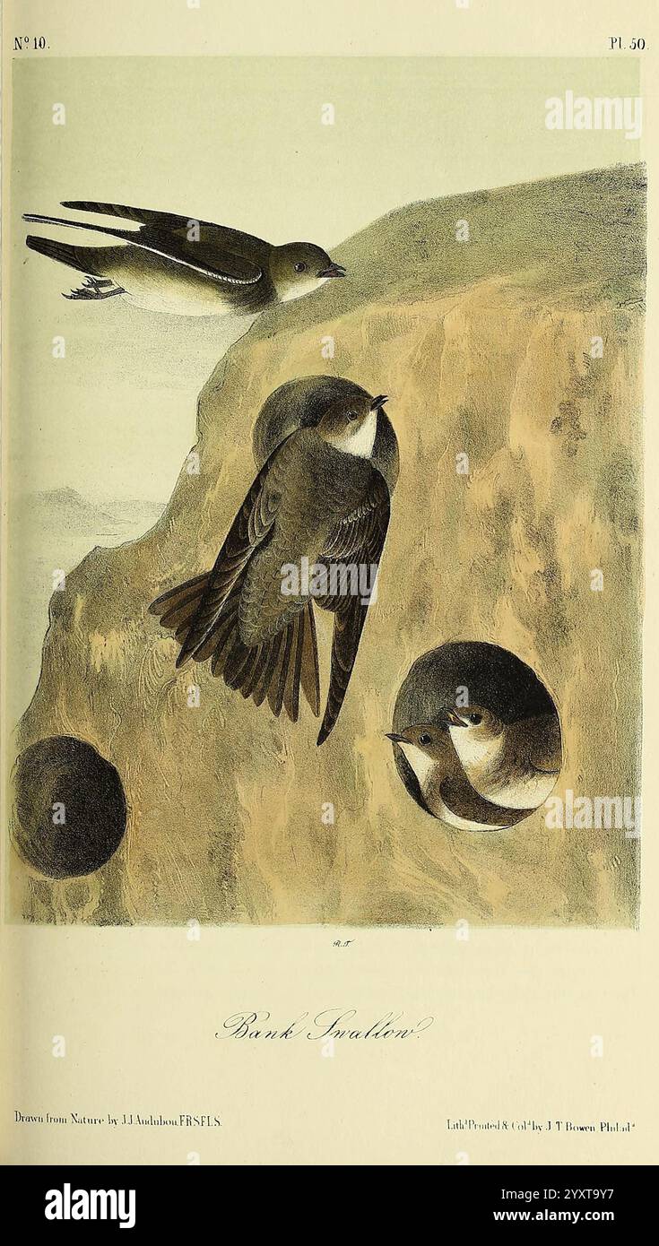 Another swallow showcases hi-res stock photography and images - Alamy