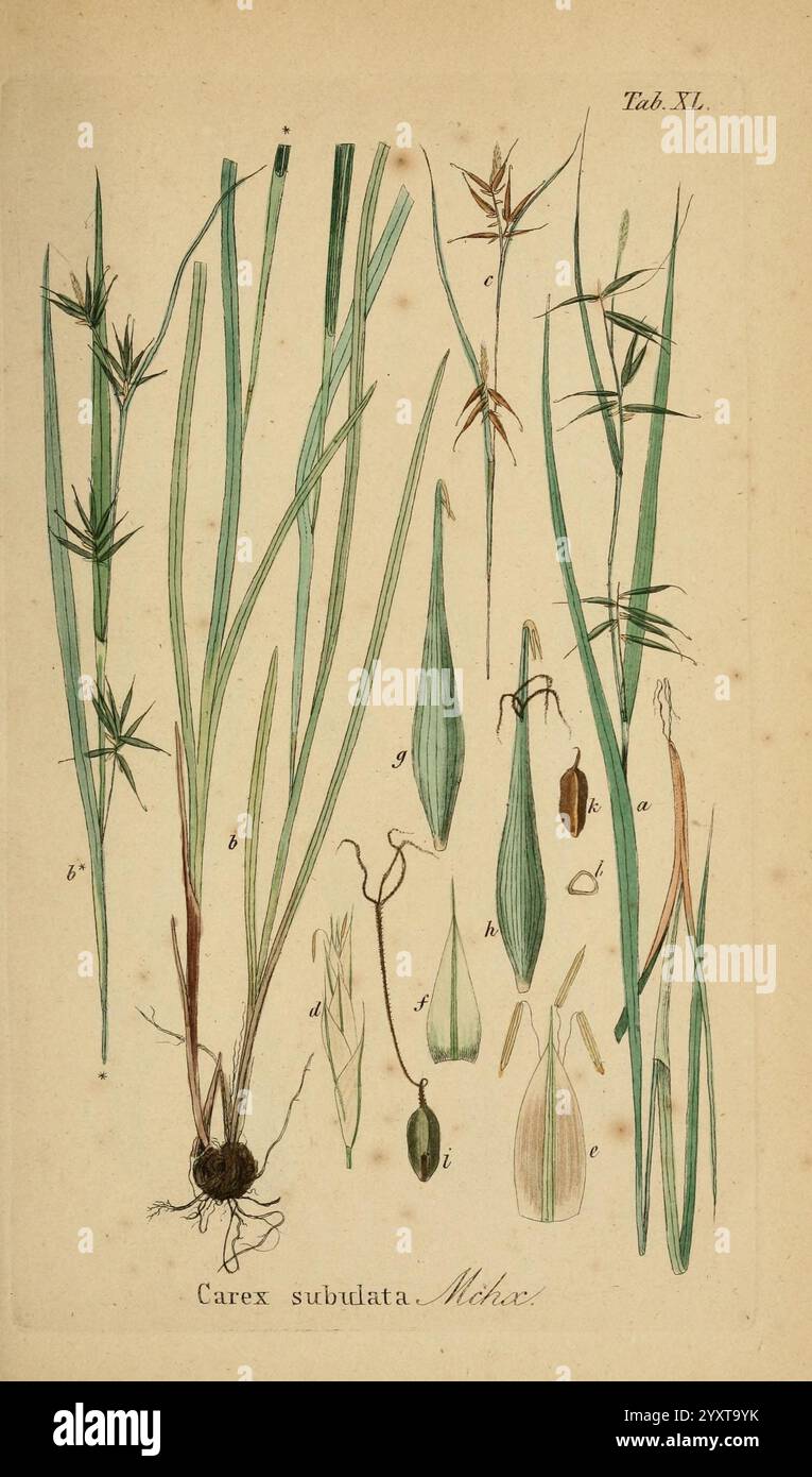 Understanding grass morphology hi-res stock photography and images - Alamy