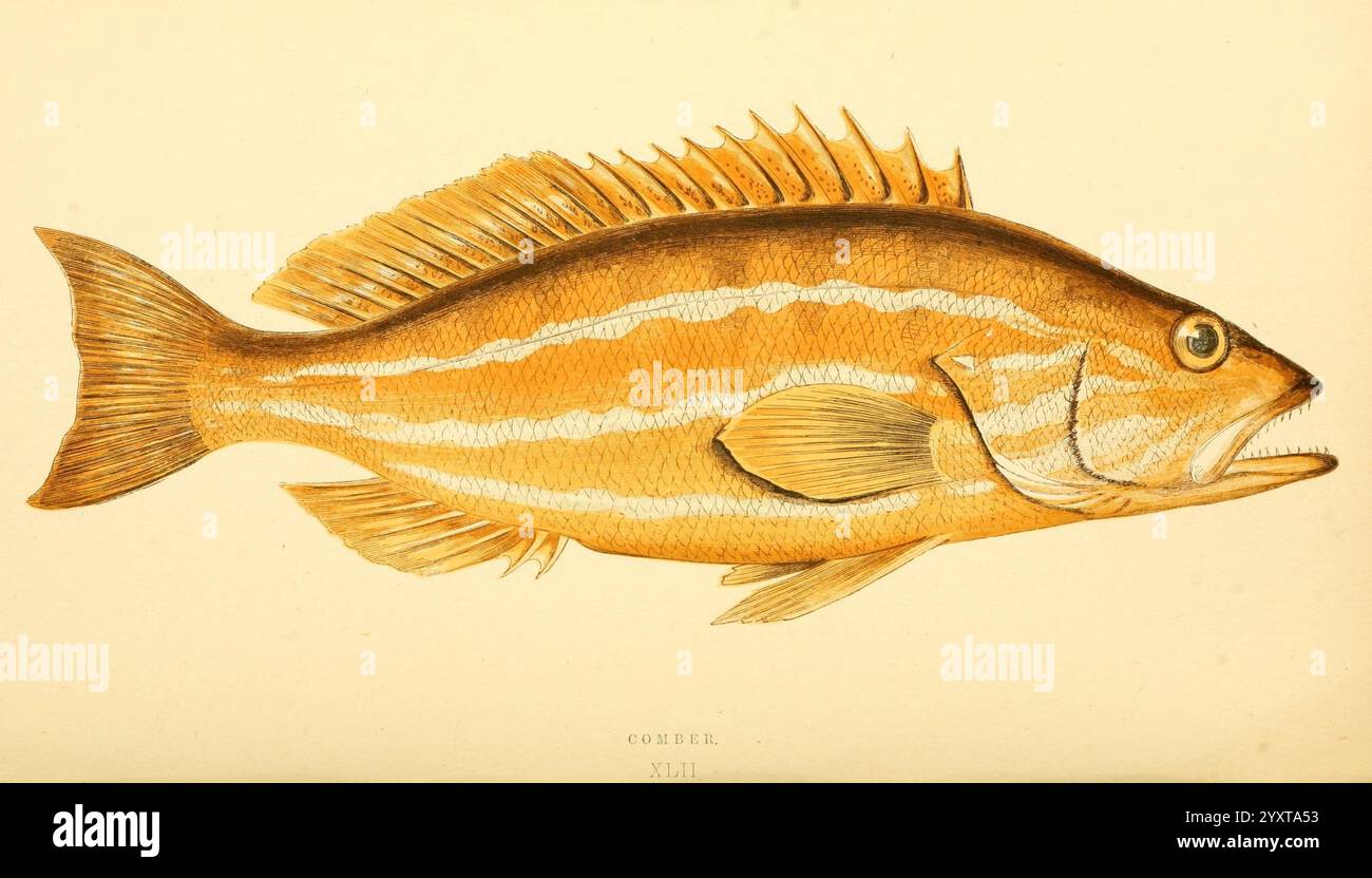 A history of the fishes of the British Islands 1862-65 Great Britain ...