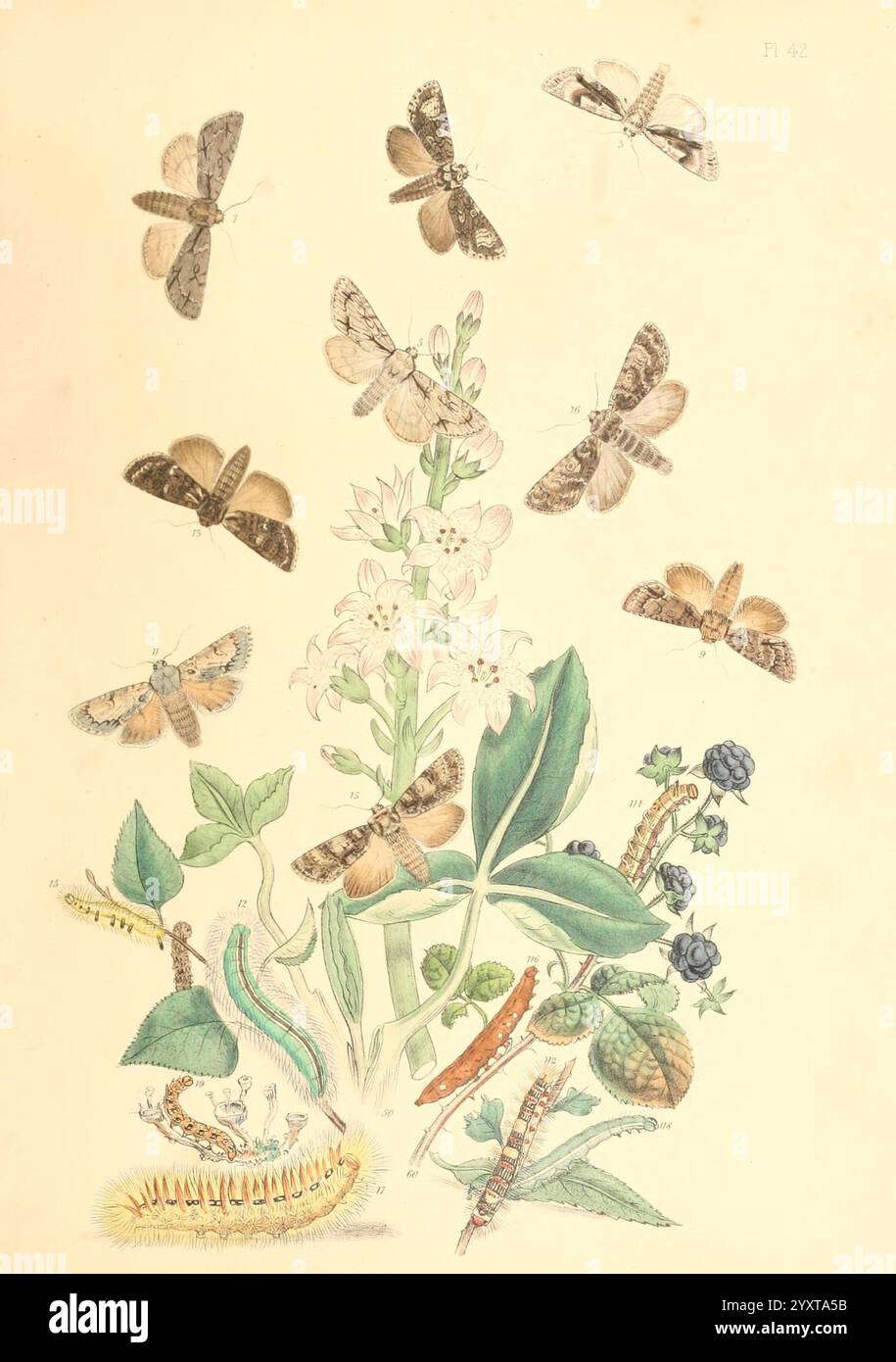 Artwork beautifully highlights hi-res stock photography and images - Alamy