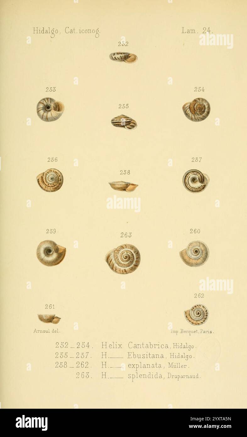 Shell specimens labeled hi-res stock photography and images - Alamy