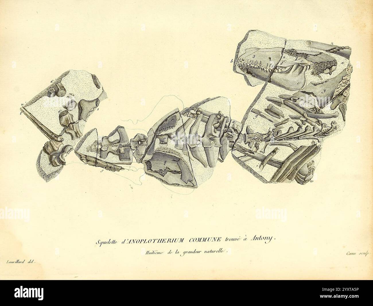Understanding skeletal form hi-res stock photography and images - Alamy