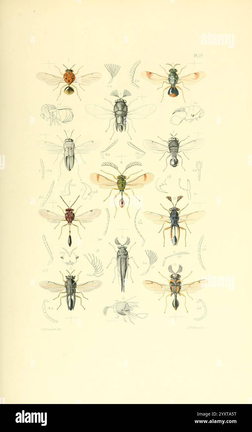 Predominantly flies hi-res stock photography and images - Alamy