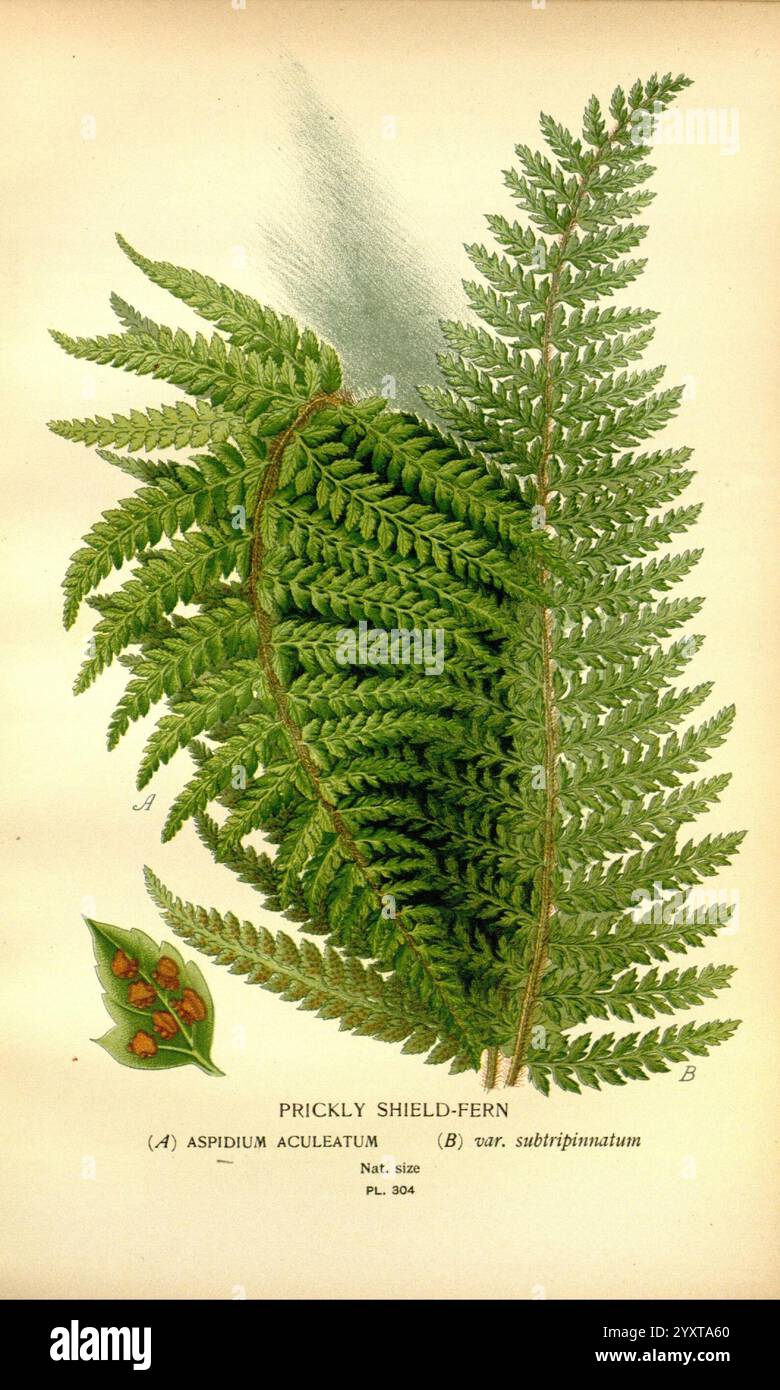 Favourite, flowers, of, garden, and, greenhouse, London, and, New York ...