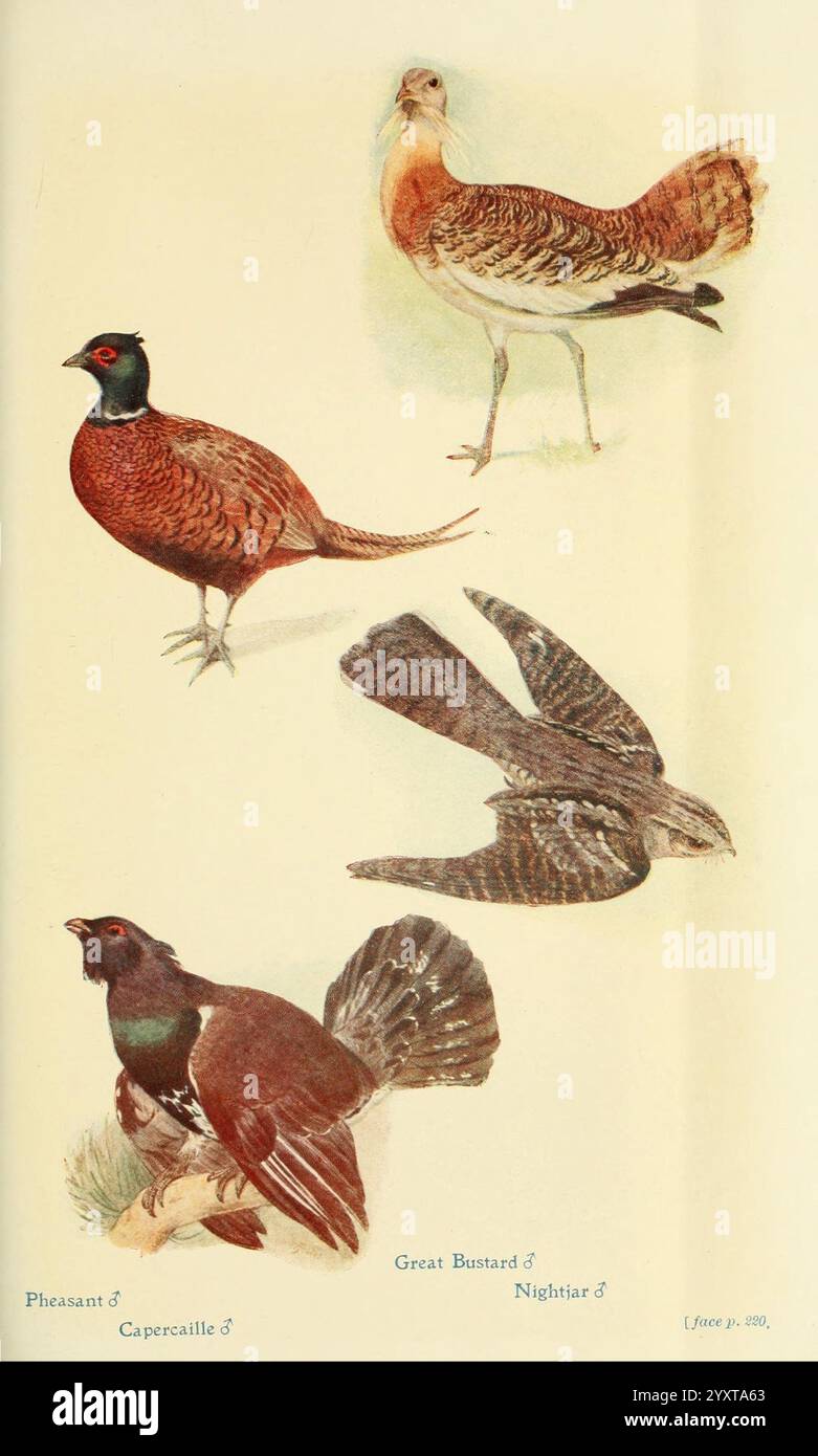 Pheasant showcases hi-res stock photography and images - Alamy