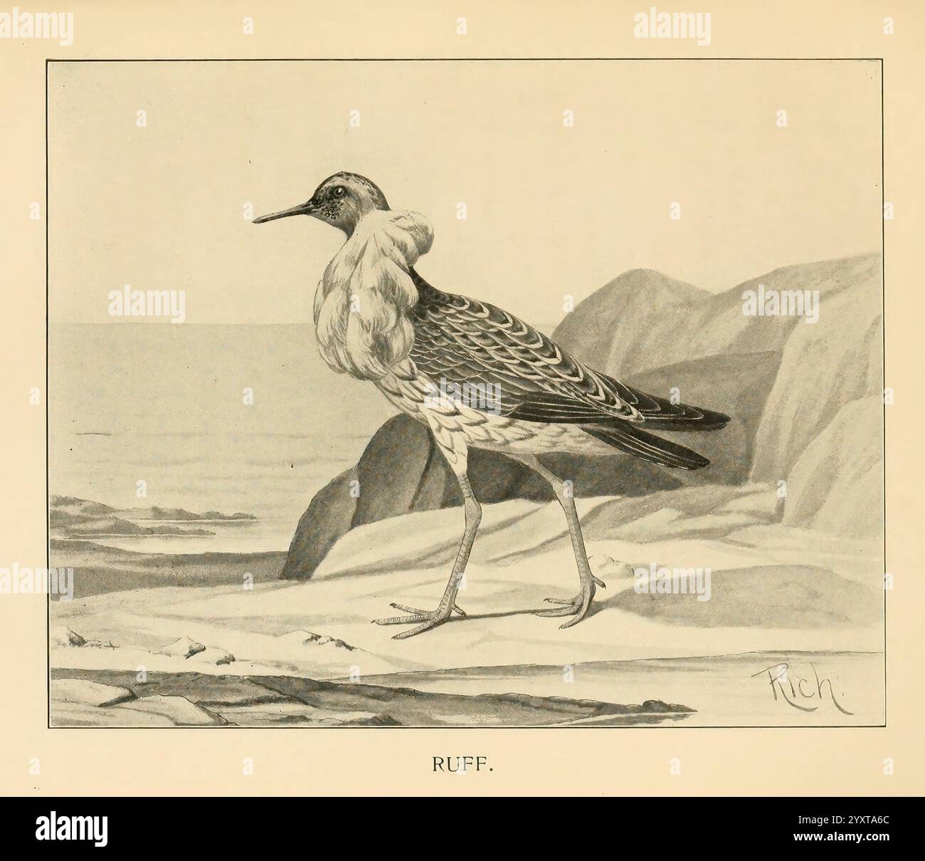 Long legs designed hi-res stock photography and images - Alamy