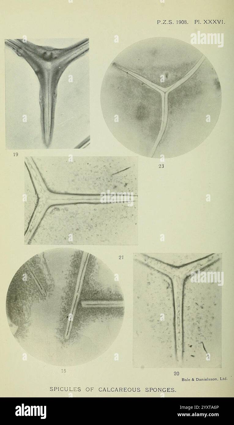 Understanding sponge taxonomy hi-res stock photography and images - Alamy