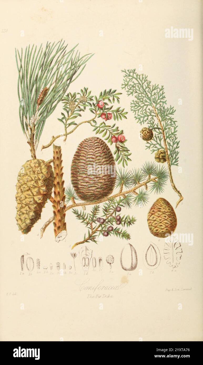 Illustrations of the Natural Orders of Plants with Groups and ...