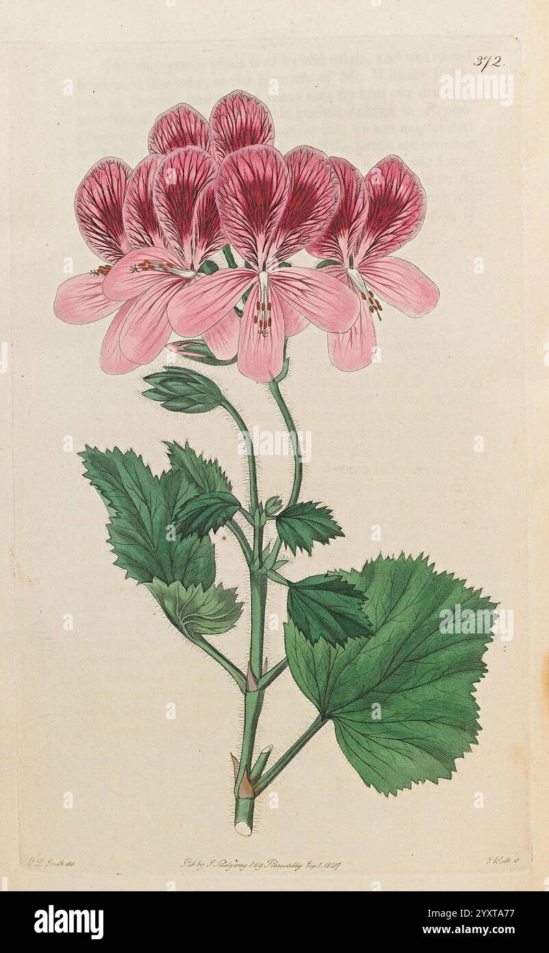 Geraniaceae, London, Printed for James Ridgway, Piccadilly, 1820-1830 ...