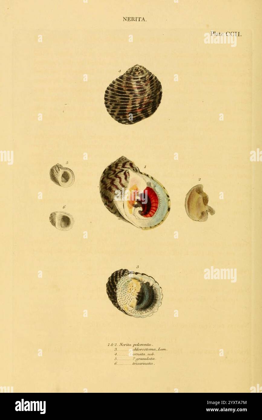 Nerita species hi-res stock photography and images - Alamy