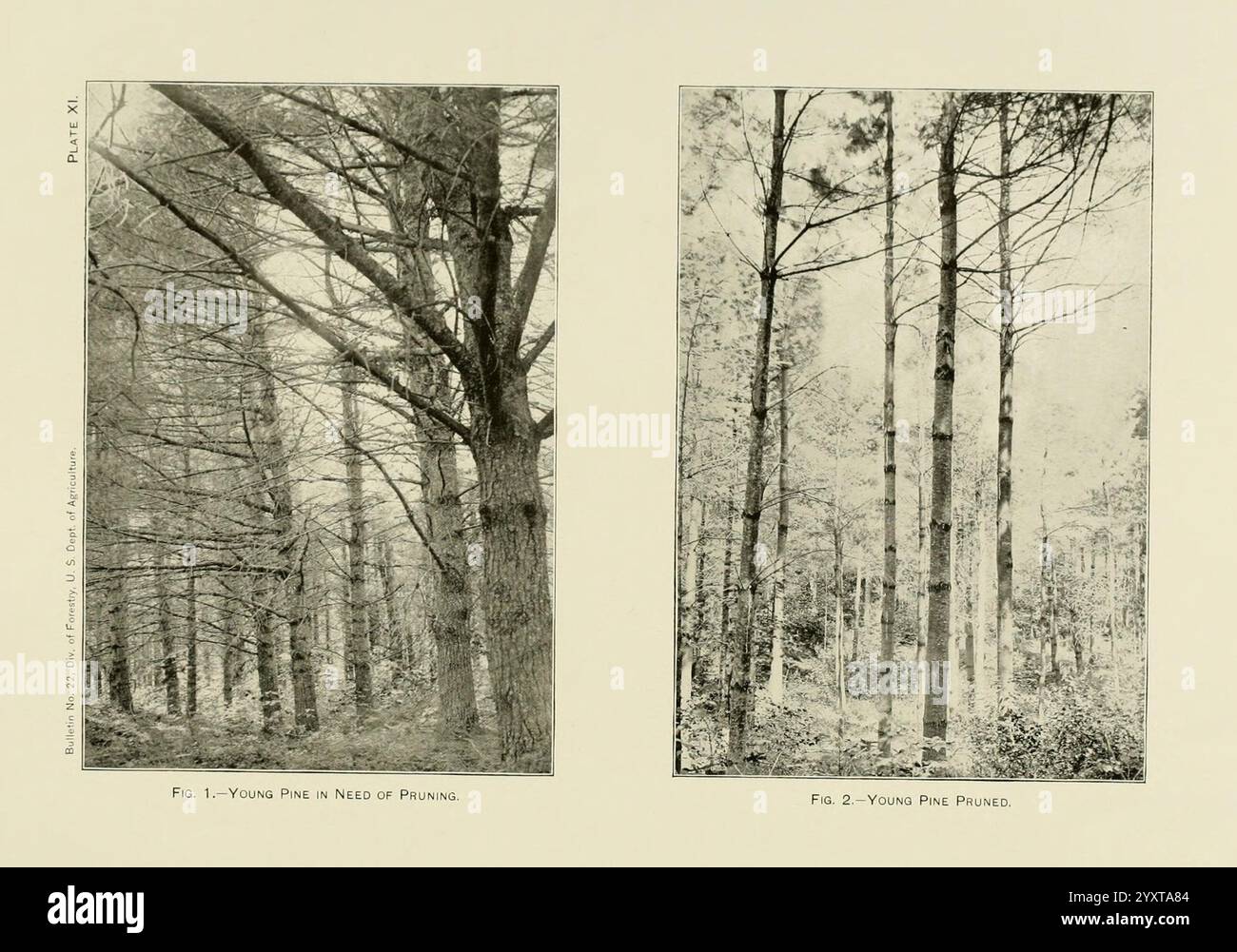 Tangled arrangement of branches hi-res stock photography and images - Alamy