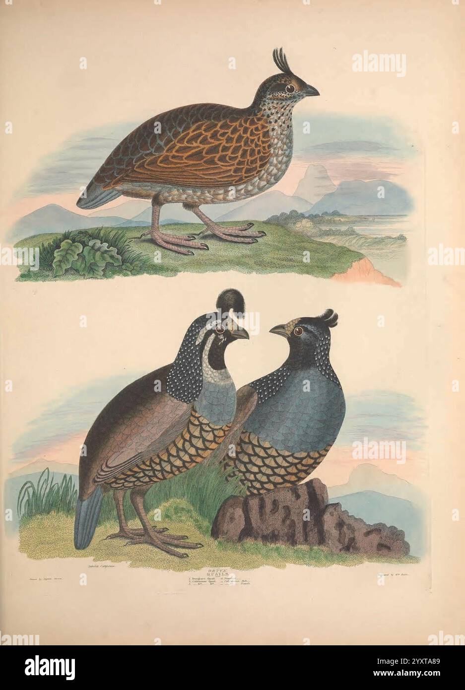 Quail depicted hi-res stock photography and images - Alamy