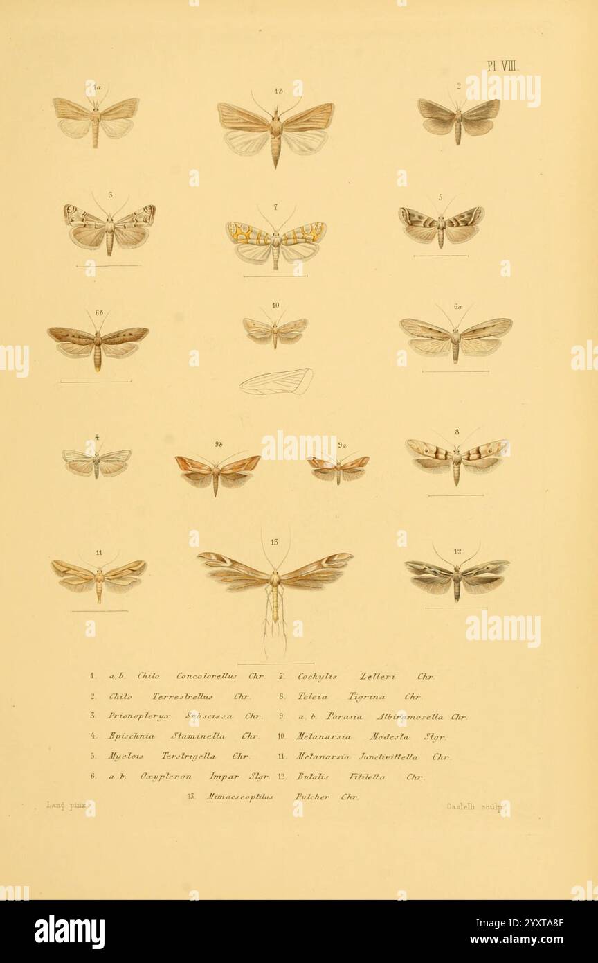 Featuring unique wing patterns hi-res stock photography and images - Alamy