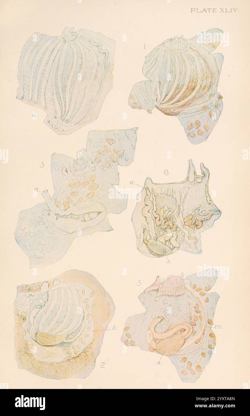 Soft coloration enhances hi-res stock photography and images - Alamy