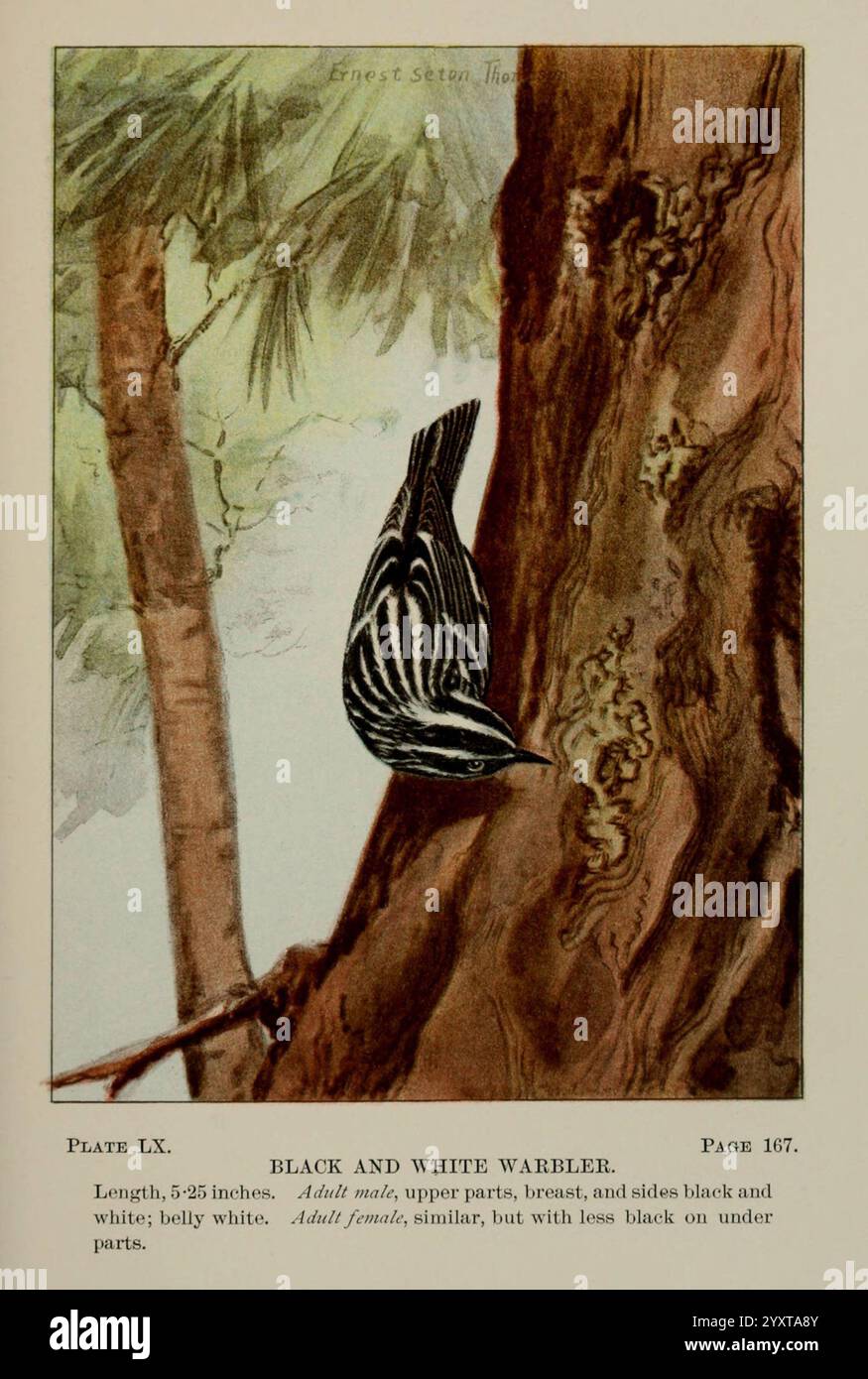 1900 birds pictorial works united states american museum natural hi-res ...