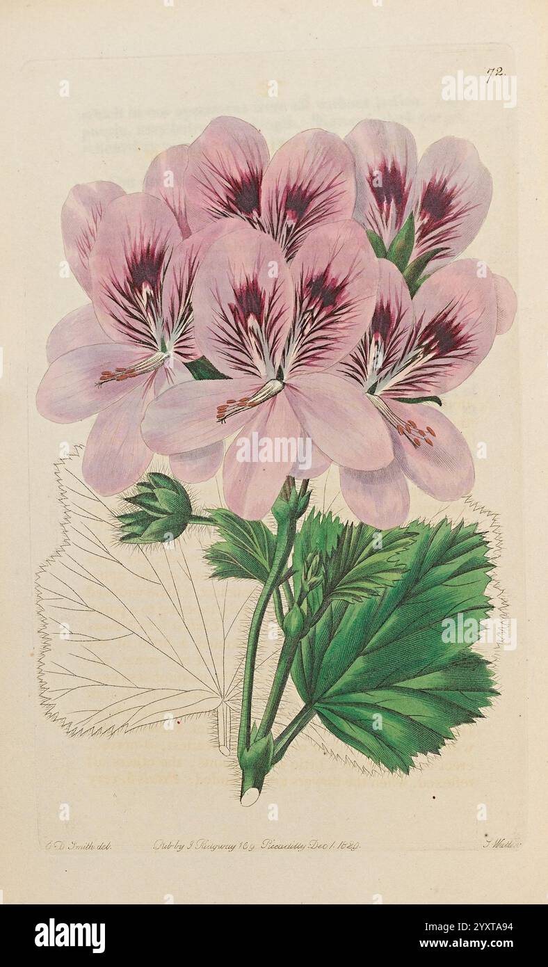 Semi spherical arrangement hi-res stock photography and images - Alamy