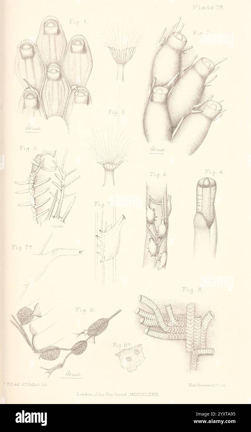 Labeled figure showcases different anatomical features hi-res stock ...