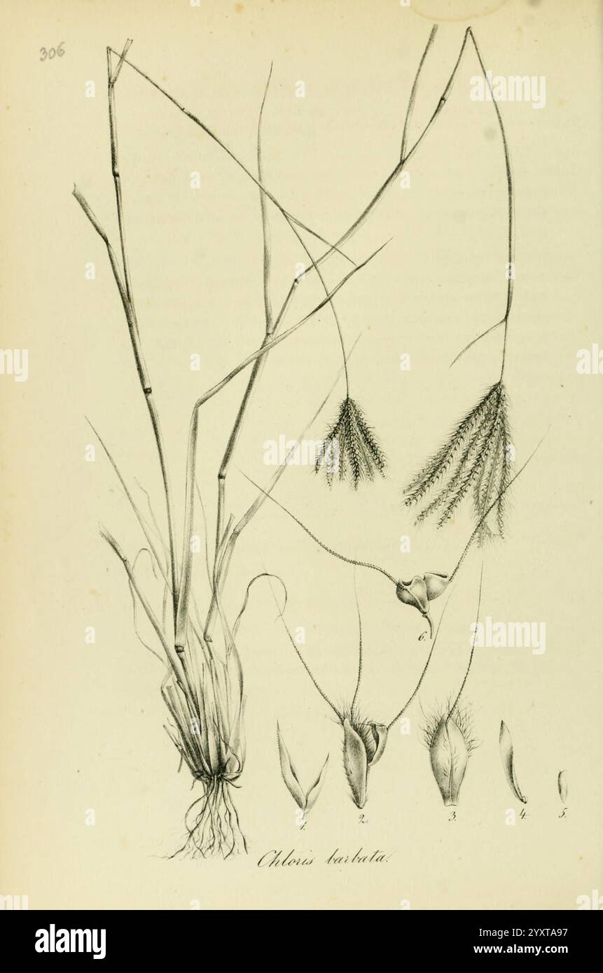 Species Graminum, Petropoli, Impensis Academiae Imperialis Scientiarum ...