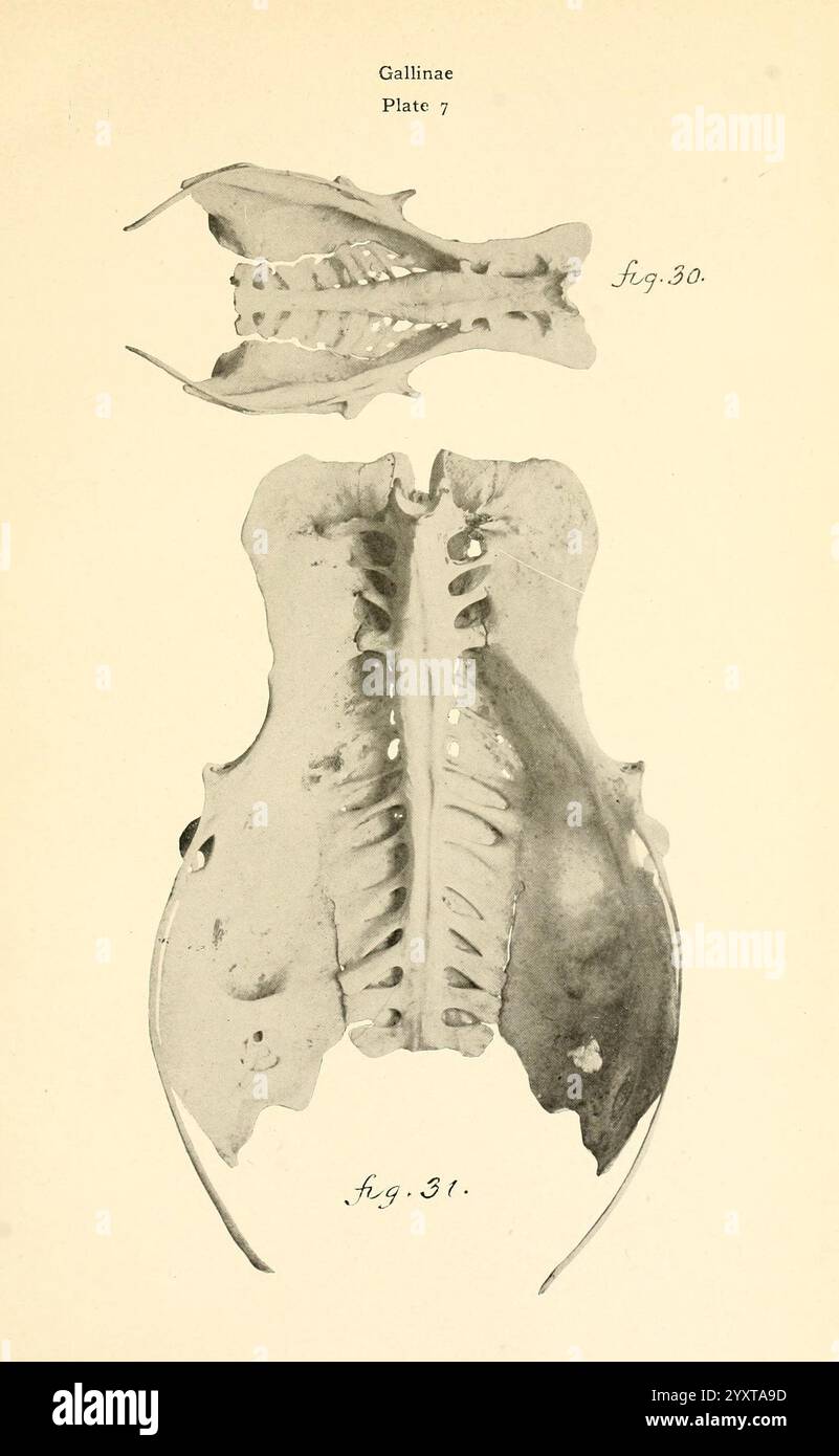 Osteology of Birds Albany University of the State of New York 1909 ...