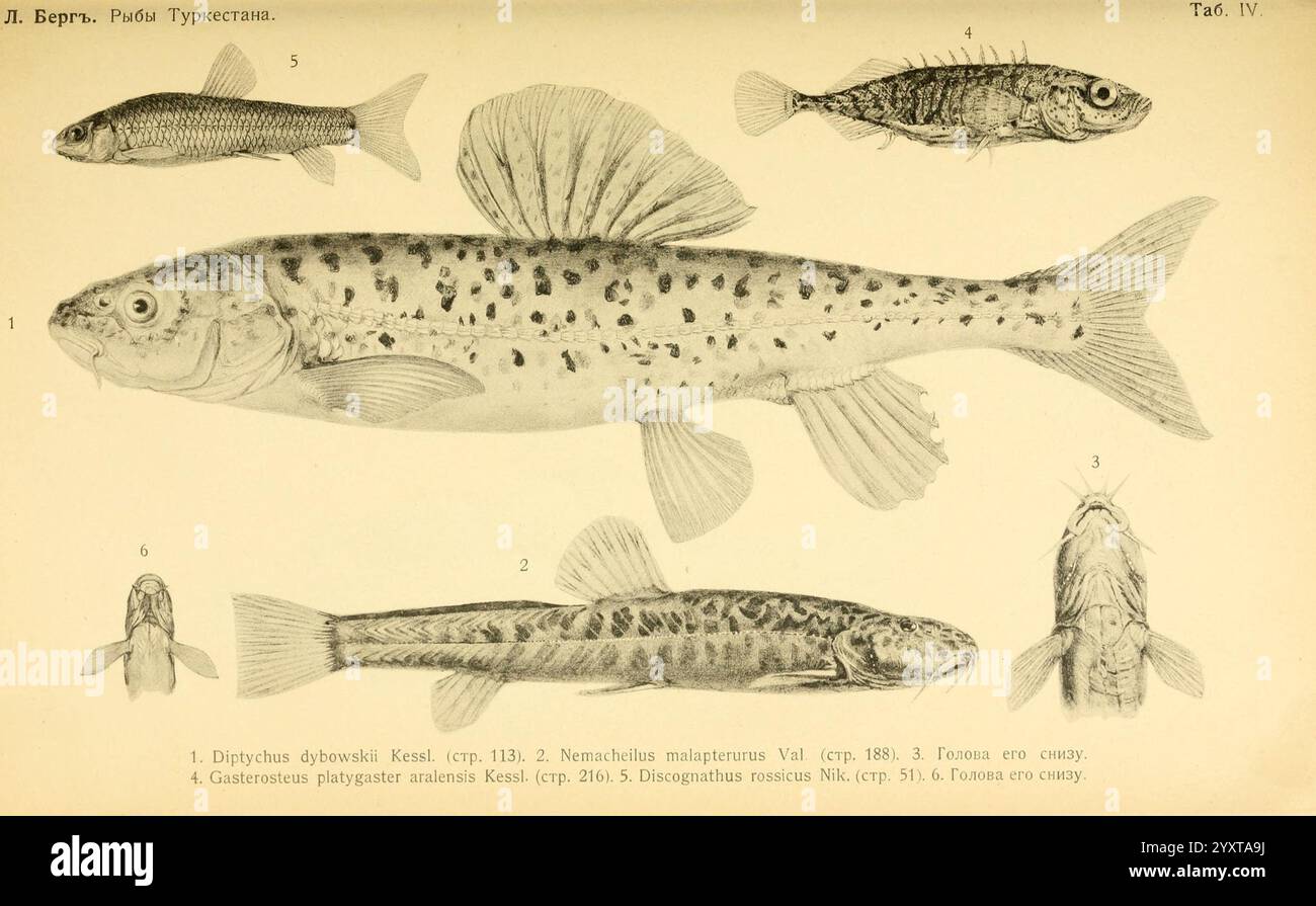 Ruby, Turkestana, S.-Peterburg, Tip. I. Goldberga, 1905, fishes ...