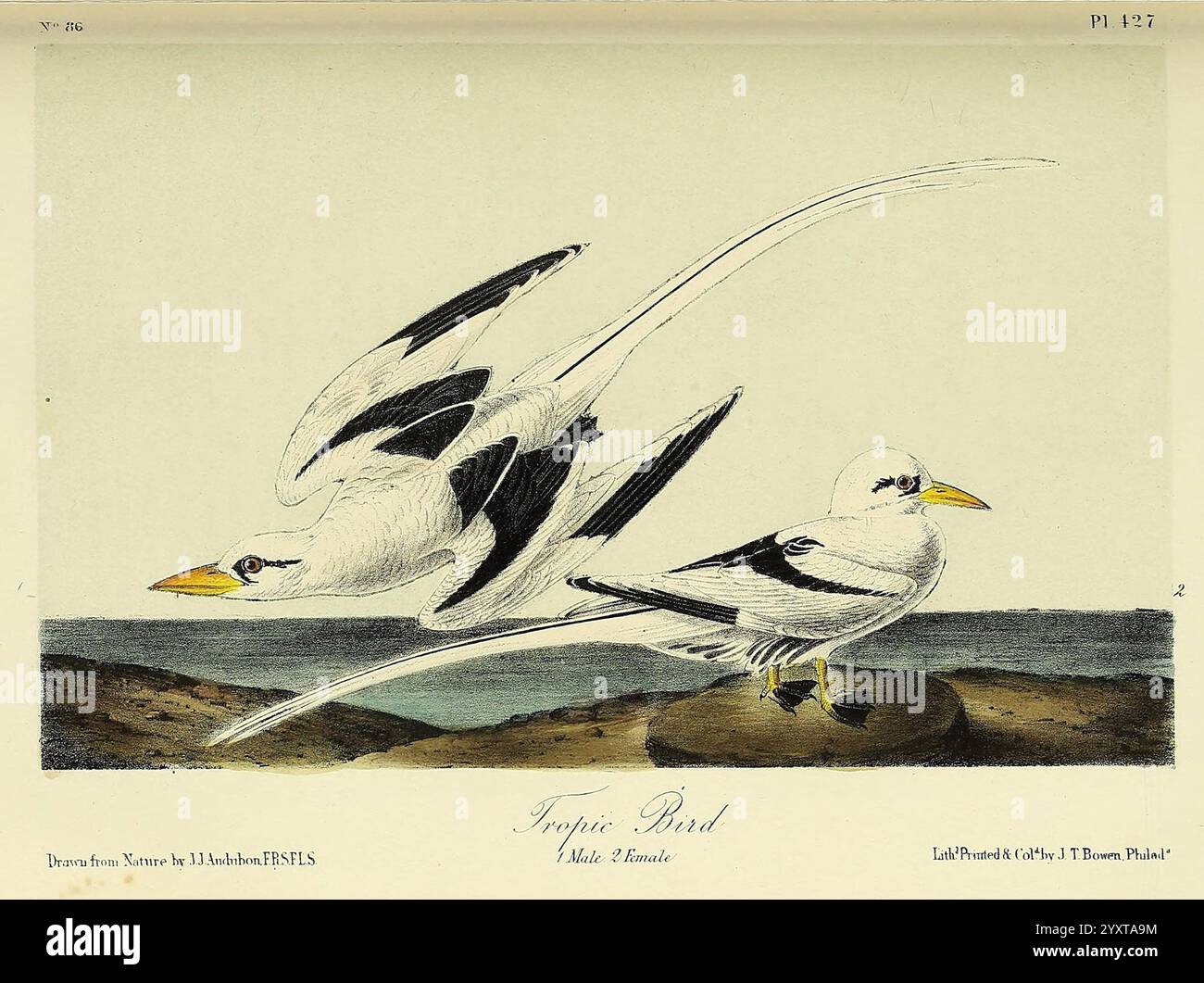 The birds of America New York G.R. Lockwood 1871 c1839. birds, north ...