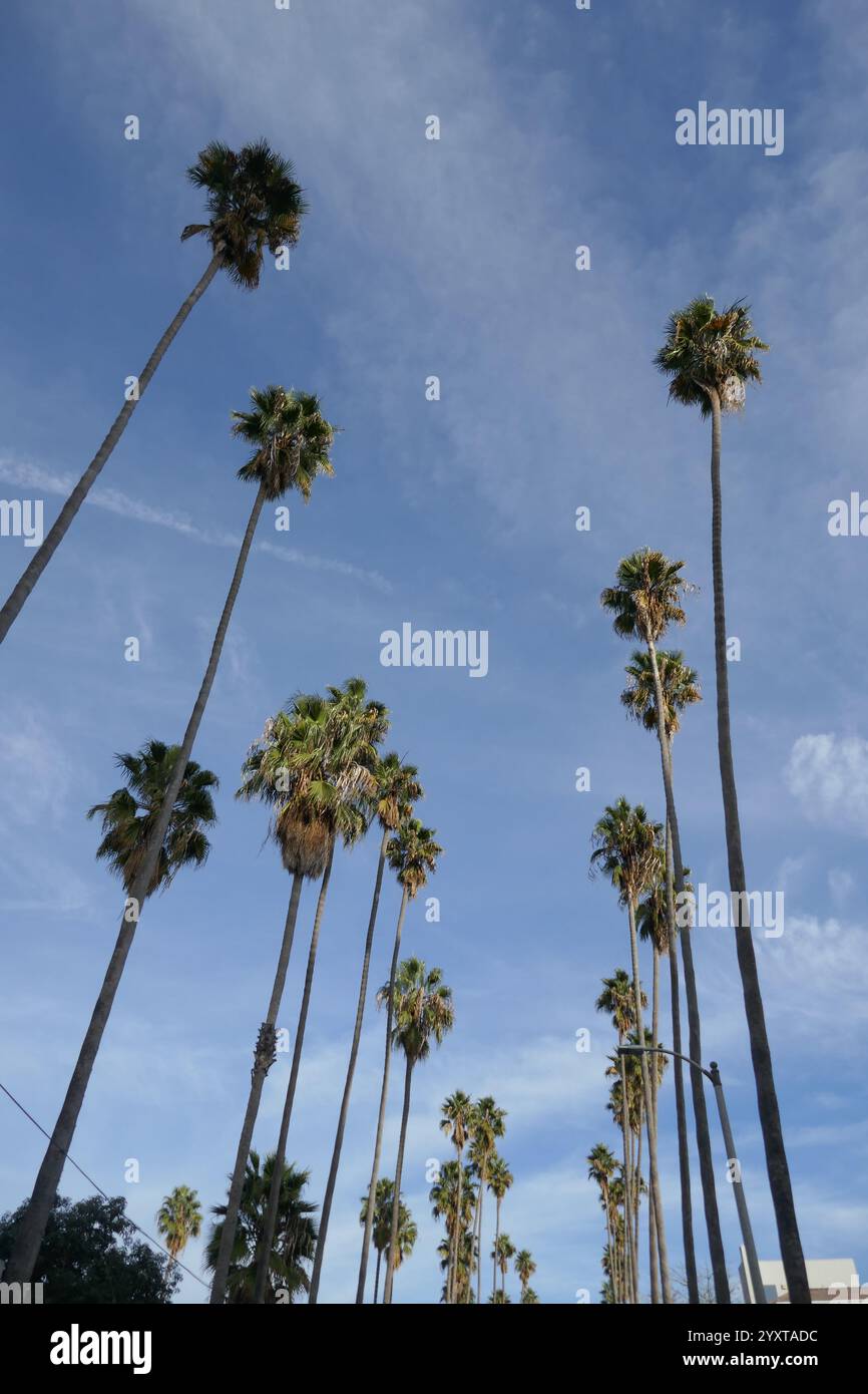 Los Angeles, California, USA 16th December 2024 Palm Trees on Carlton ...