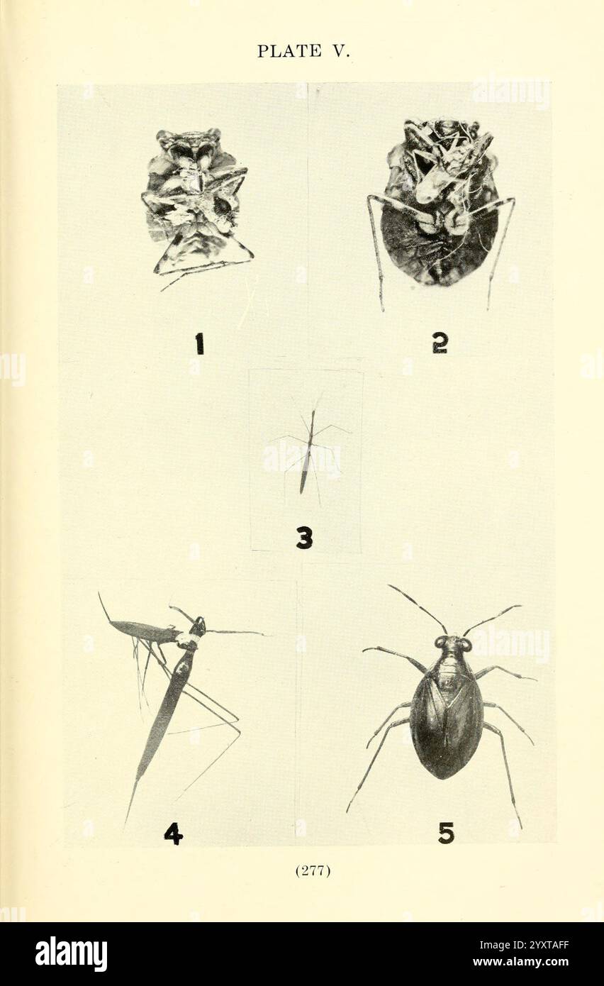The biology and ecology of aquatic and semi-aquatic Hemiptera Lawrence ...