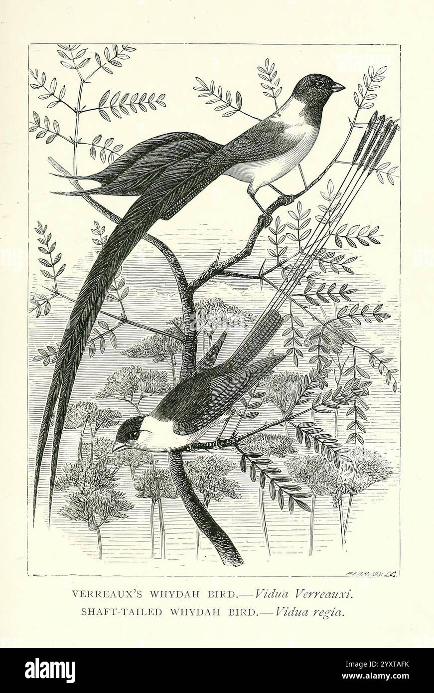 Matabele land, Victoria Falls, London, C.K. Paul, 1881, birds, South ...